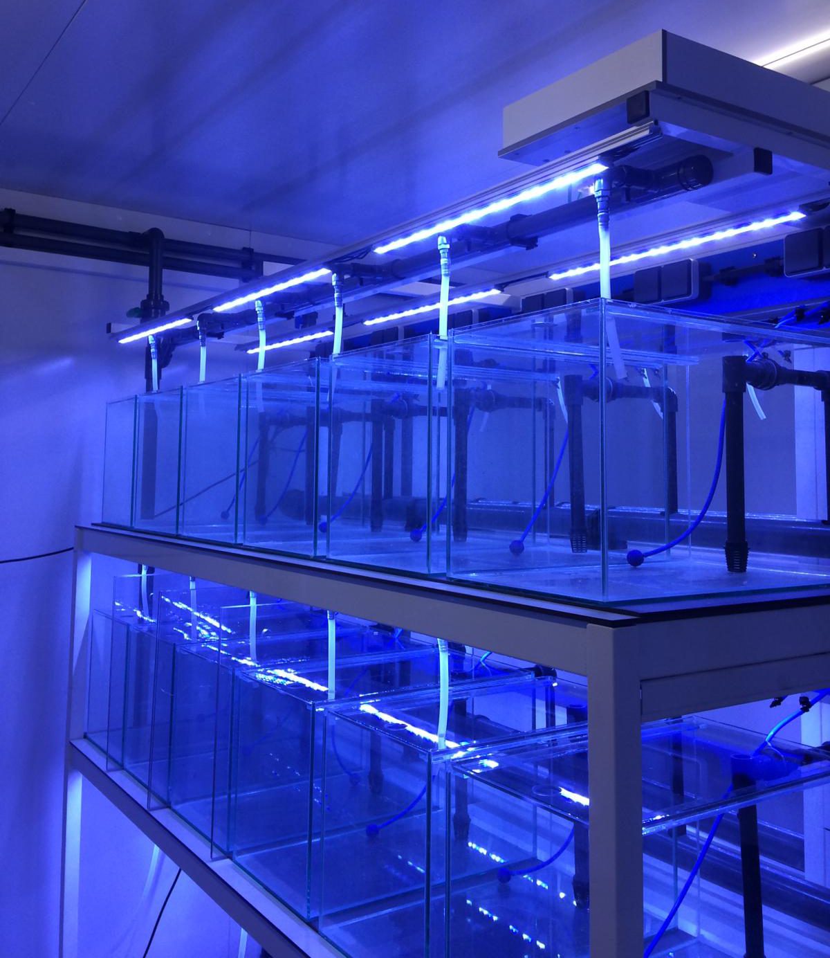 Aquarium racks for marine aquatic research delivered in Belgium - Zebcare